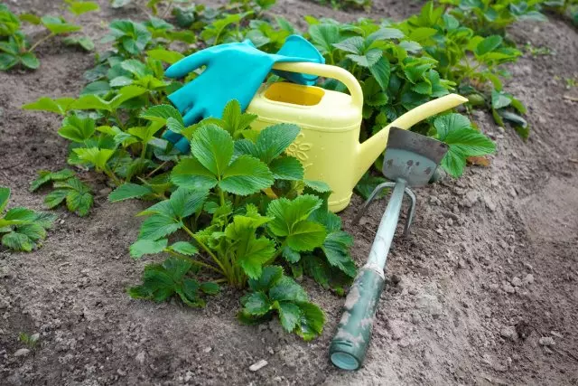 Wat kan de tuin aanhouden van ziekten en plagen van het vroege voorjaar 669_5