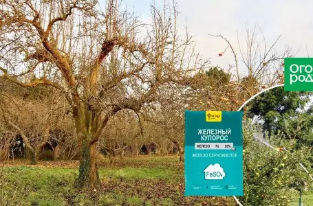 Tratamento do jardim no outono - técnicas eficazes contra doenças e pragas 670_10