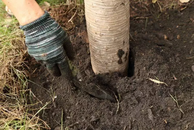 Гулсмал тойрог дотор хөрс шахах