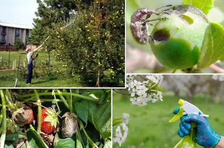 Tratamento do jardim no outono - técnicas eficazes contra doenças e pragas 670_15