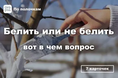 Намрын цэцэрлэгт хүрээлэнг эмчлэх - Өвчин, хортон шавьжийн эсрэг үр дүнтэй техник 670_5