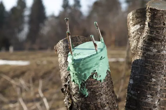 La vacunación de árboles frutales en primavera.