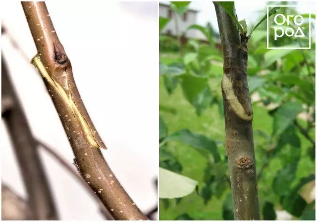 Grafting ti awọn igi eso ni orisun omi, iṣakojọpọ