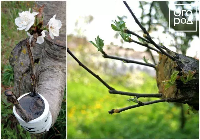 Vaksinasi tangkal buah dina spring, balik babak