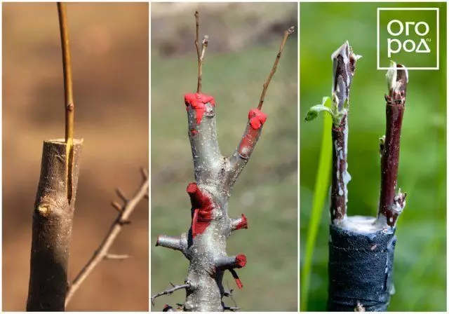 Očkování ovocných stromů na jaře, v rozdělení