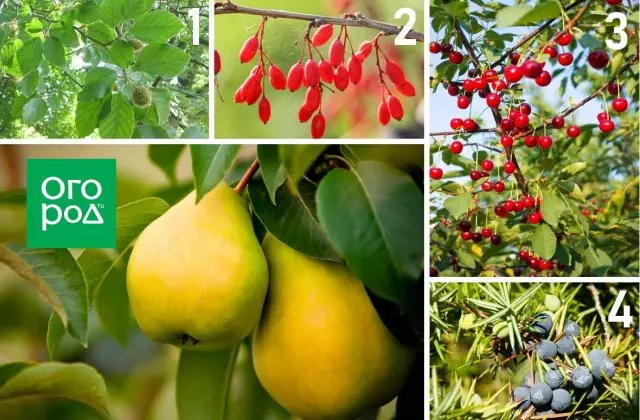 Pear, Beech, Barbaris, Cherry an Juniper