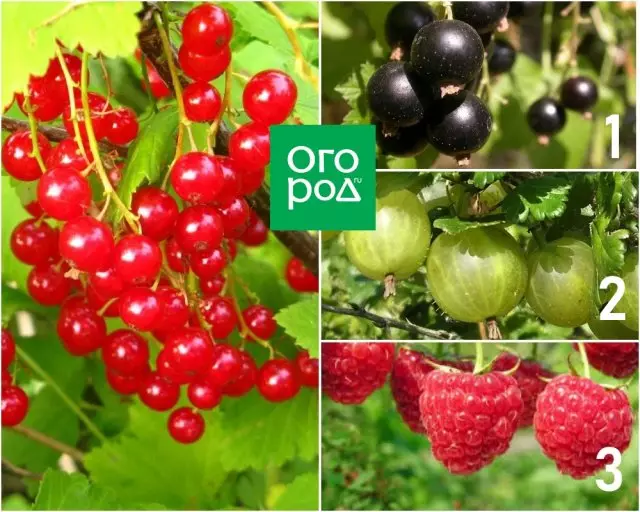 Red Currant Black Currant, Gooseberry atau Raspberry