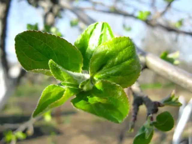 Fulles florides al jardí