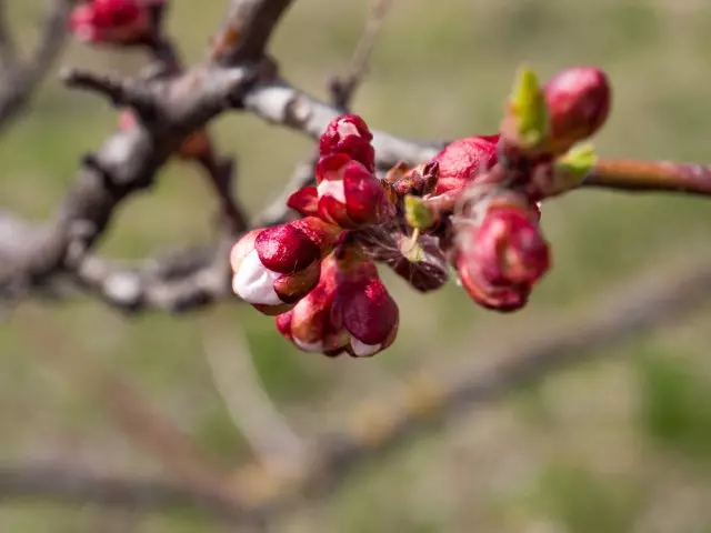 粉红色的芽在庭院里