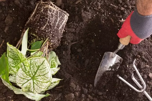 Cuidar de jardim e jardim vegetal