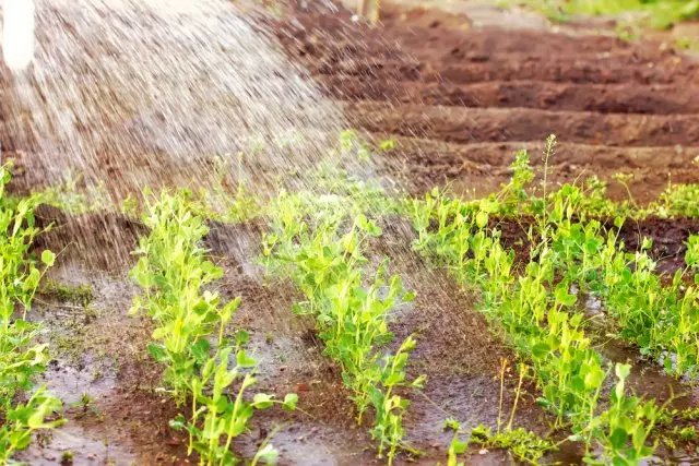 Cuidar de jardim e jardim vegetal