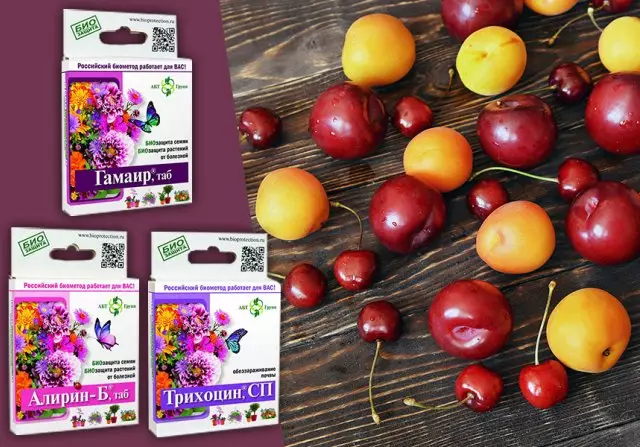 Wat te behanneljen fan kersen, plum en abrikoos yn 'e maitiid en simmer