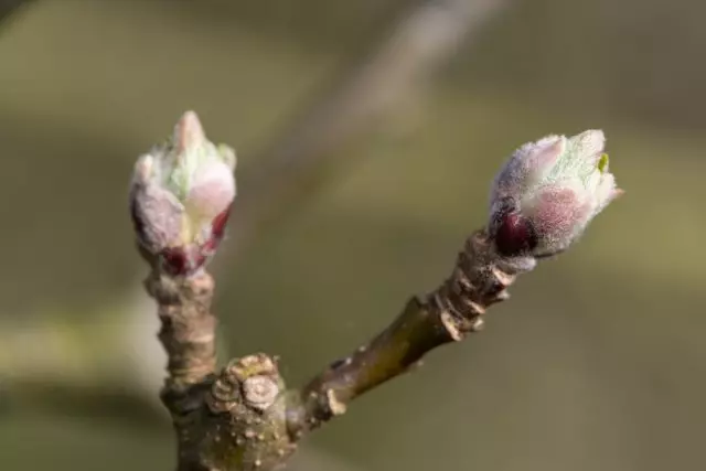 Com manejar el jardí després de la queixa renal