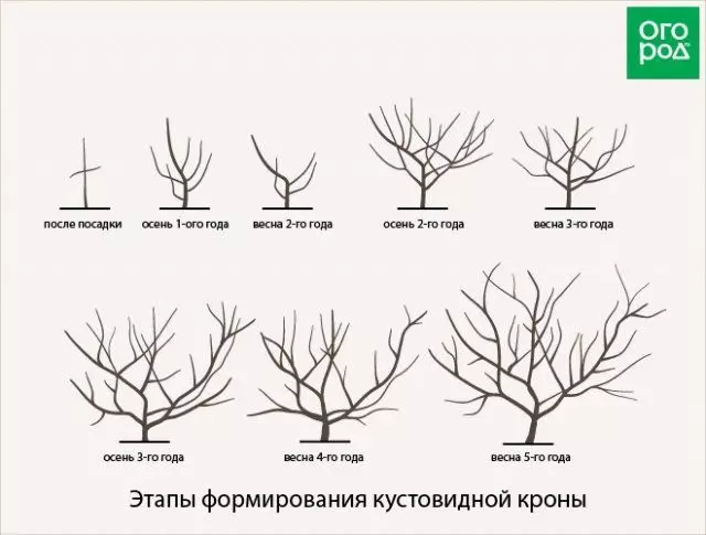 Tree Crown формасы