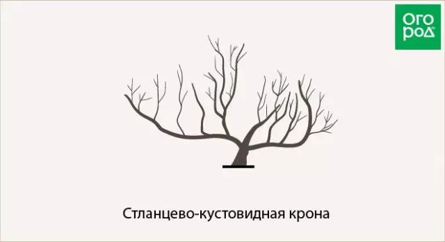 Стонлантиялық-бұтаның тәжі