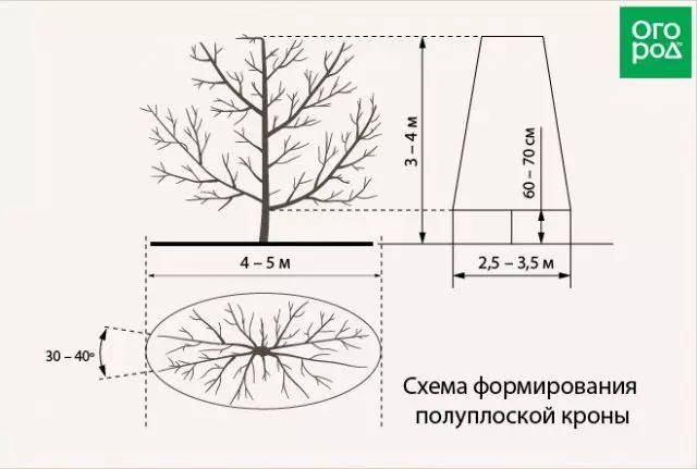 Lo schema di formazione di una corona a mezzo piano