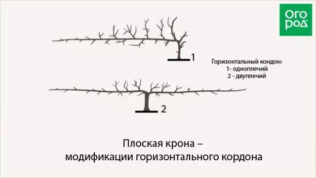 Coroana plană - Modificări ale cordonului orizontal