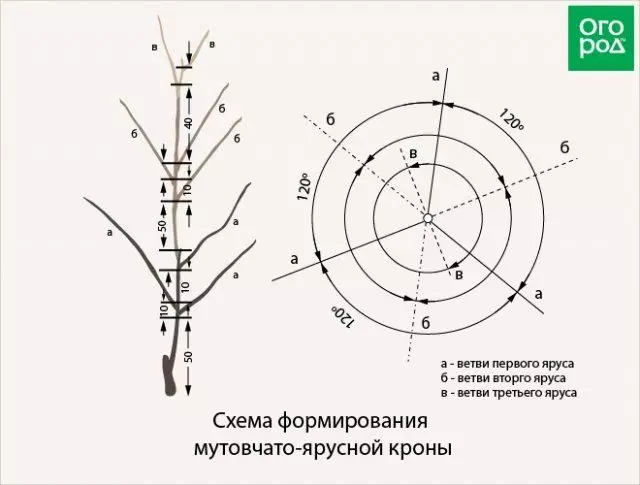 Schema della formazione di una corona del watertic-tier