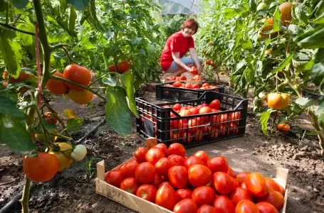 Op wéi enger Distanz fir Tomaten an der Treibhause an oppen Buedem (Schemaen) 739_1