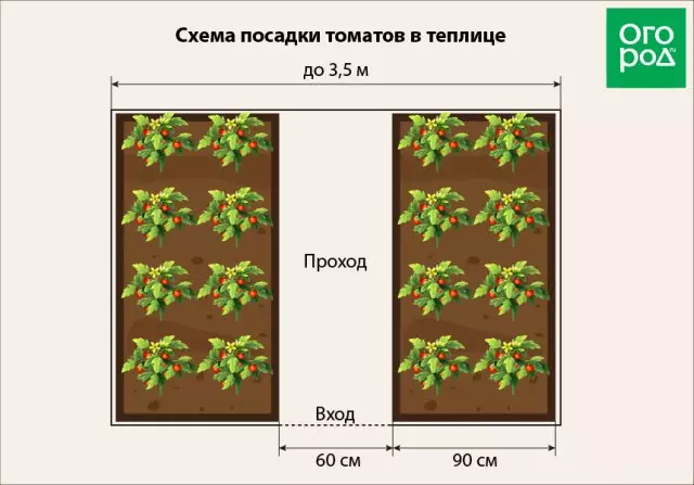 Tomātu stādīšanas shēma siltumnīcā