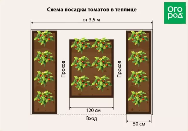 Plante konplo nan Greenhouse