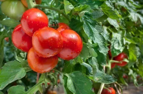 À quelle distance pour planter des tomates dans la serre et le sol ouvert (schémas) 739_23