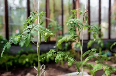 À quelle distance pour planter des tomates dans la serre et le sol ouvert (schémas) 739_4