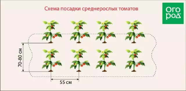 Tomato Landung Schema