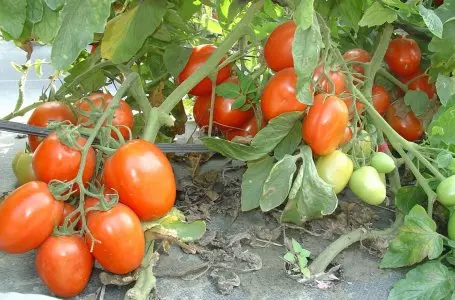 À quelle distance pour planter des tomates dans la serre et le sol ouvert (schémas) 739_9