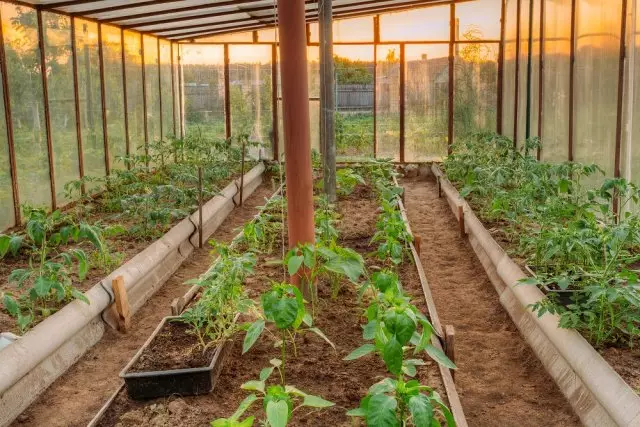 Tomates vexetais crecendo en camas levantadas en xardíns vexetais e hotheuse ou invernadoiro. Tempada de verán.