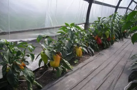 O que pode ser plantado ao lado de tomates na estufa e solo aberto 740_14