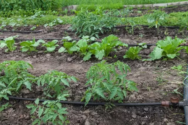 Coma camas vegetais com sistema de irrigação por gotejamento