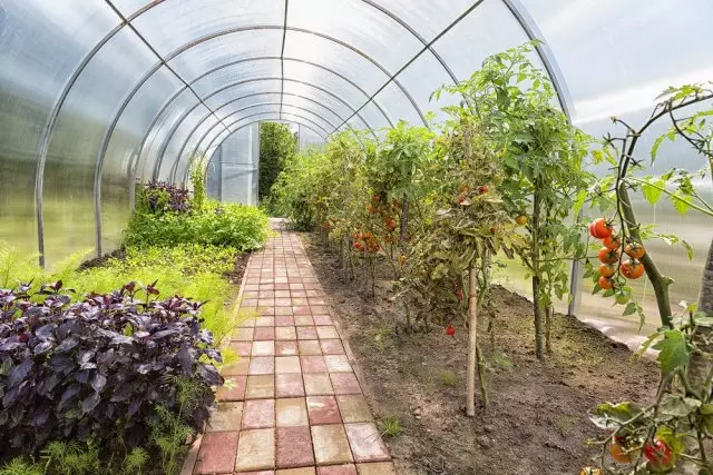 Un pequeno invernadoiro con tomates e herbas