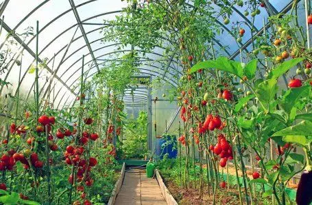 O que pode ser plantado ao lado de tomates na estufa e solo aberto 740_8