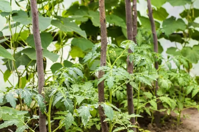 Trátaí agus cucumbers atá ag fás i gceaptha teasa ar fheirm