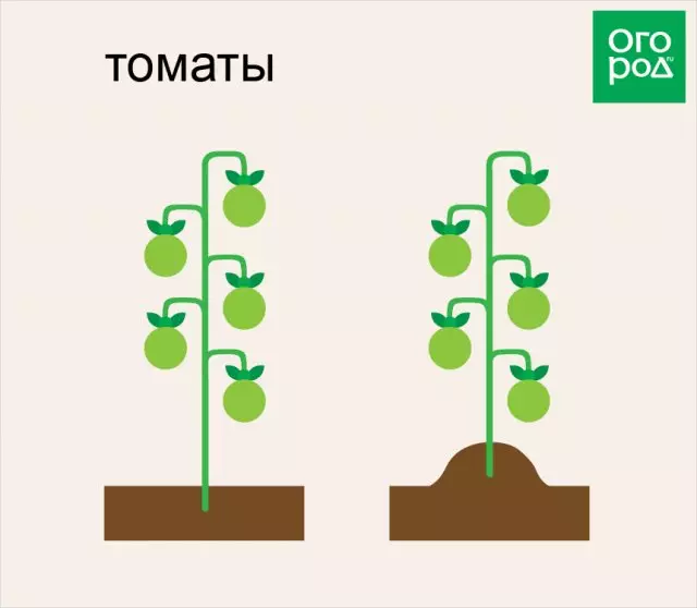 Plugging domate