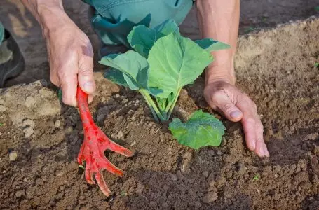 Những gì bạn cần có thời gian để làm với cà chua vào tháng 7 - Lời khuyên cho một cây trồng tốt 741_15