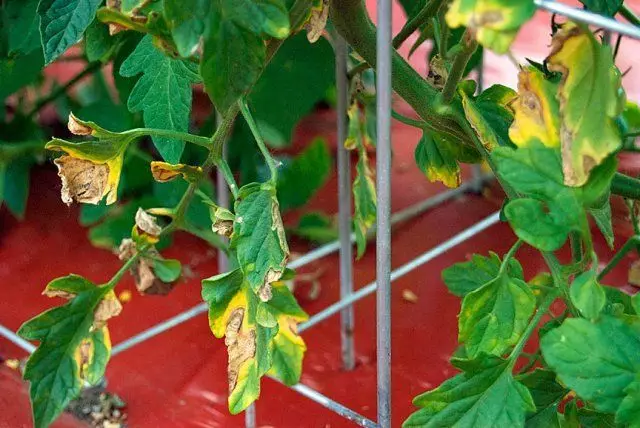 Mengapa daun kuning dari tomat di rumah kaca dan tanah terbuka?