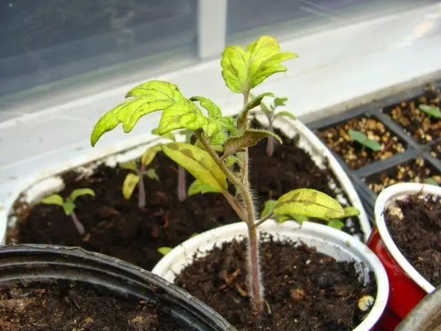 Feuilles jaunes de tomate