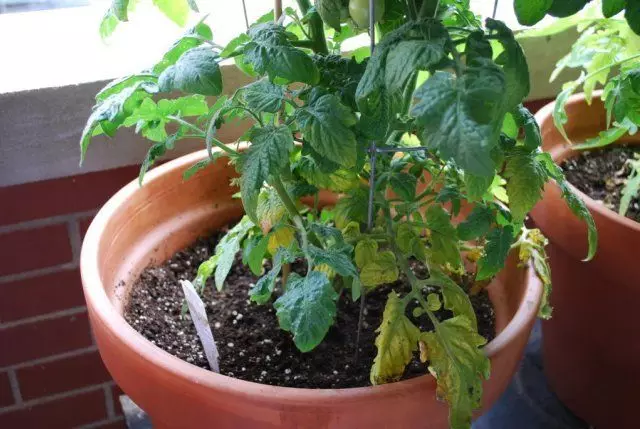 Feuilles jaunes de tomate