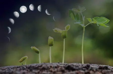 Moon Kalender Sowing Tomatoes för 2018 743_1