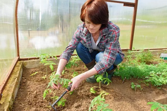 Awọn tomati tomati ni eefin