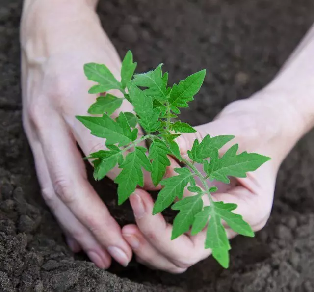 Rekorifiera plantor av tomater