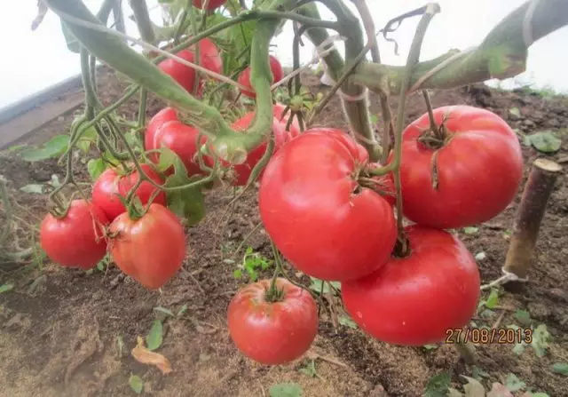 Variety Watermelon