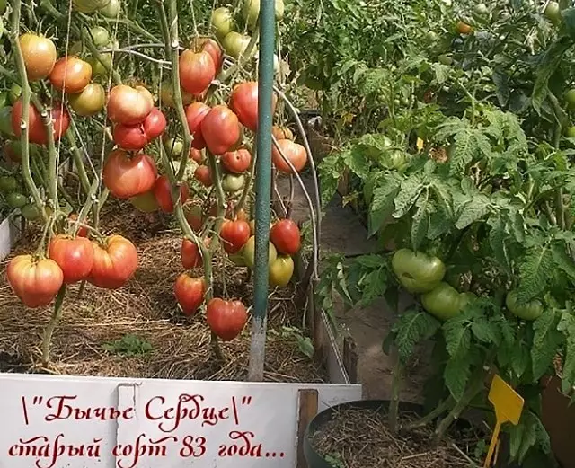 ग्रेड बुल हार्ट