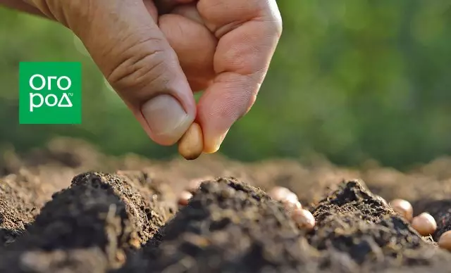 Dinja għal nebbieta - Kif tipprepara t-taħlita t-tajba għall-pjanti żgħar 750_3