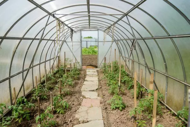 Despois de plantar tomates no invernadoiro, é importante regular o réxime de temperatura e, polo tanto, ao aire (especialmente durante a floración), evitando a humidade excesiva