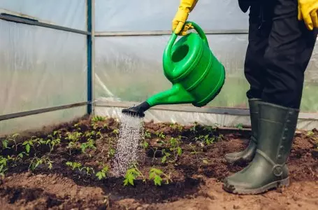 Pendaratan tomato benih di tanah dan rumah hijau 753_5