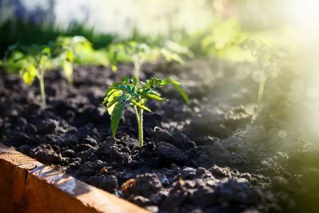 Pendaratan tomato benih di tanah dan rumah hijau 753_9