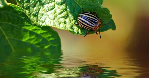 Folk remedies van de Colorado Beetle - Proces de tuin zonder